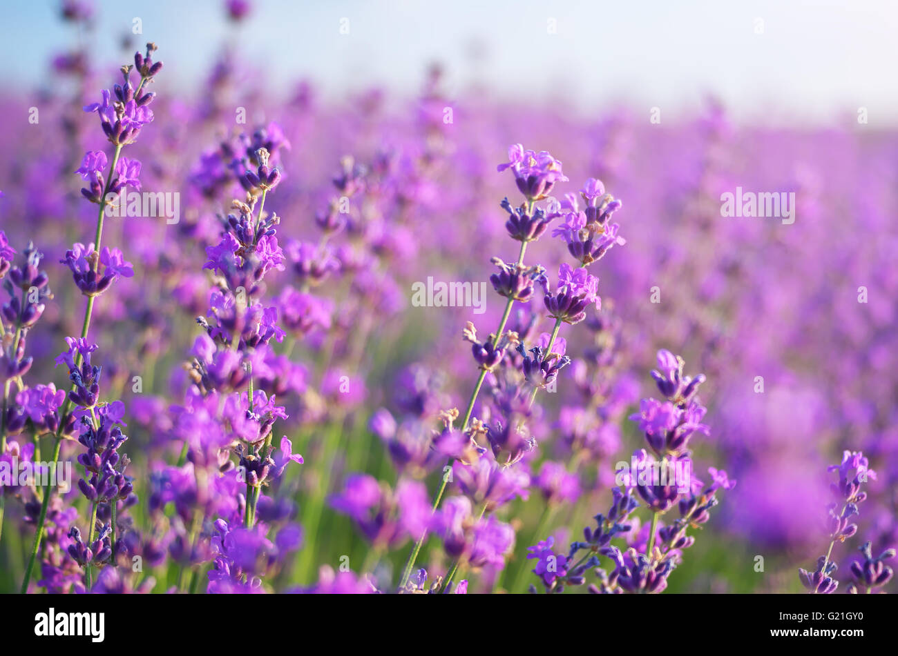 Meadow with lavender hi-res stock photography and images - Alamy