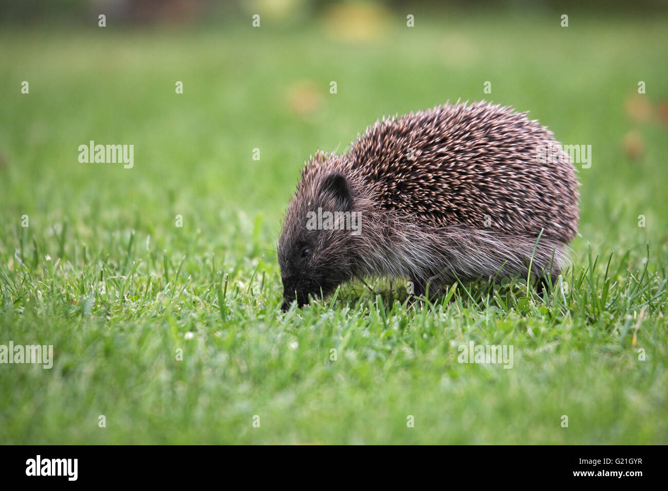 European hedgehog Erinaceus europaeus youngster on lawn Hampshire ...