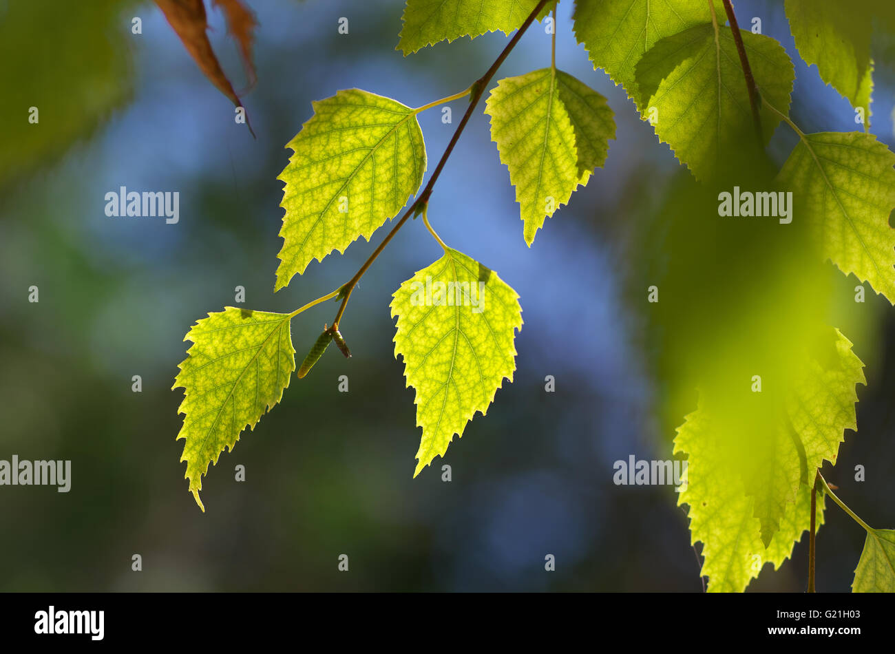 Birch tree with leaf shadow hi-res stock photography and images - Alamy
