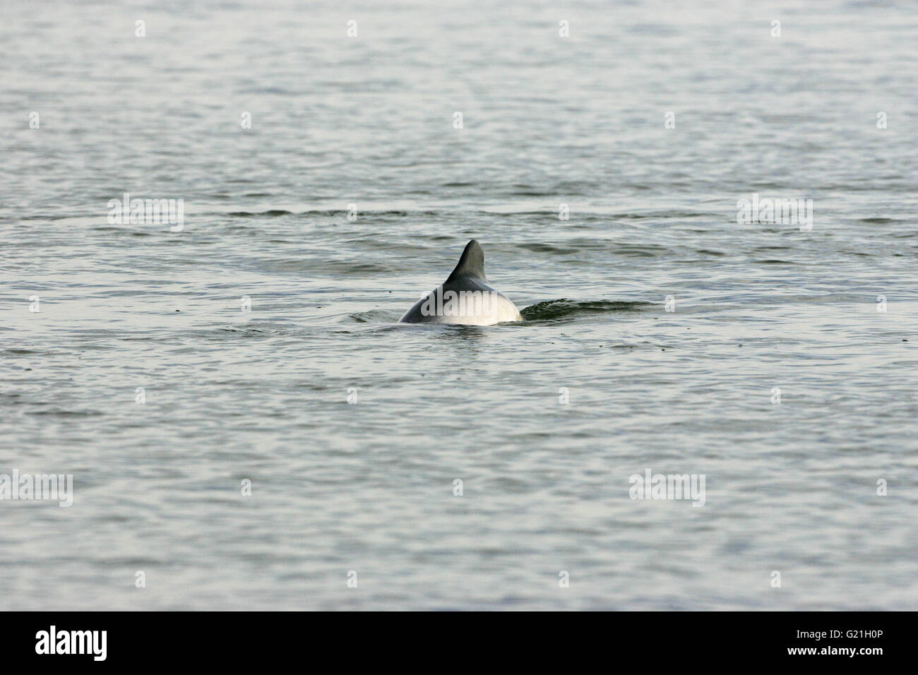 Commerson's dolphin Cephalorhynchus commersonii Falkland Islands Stock ...
