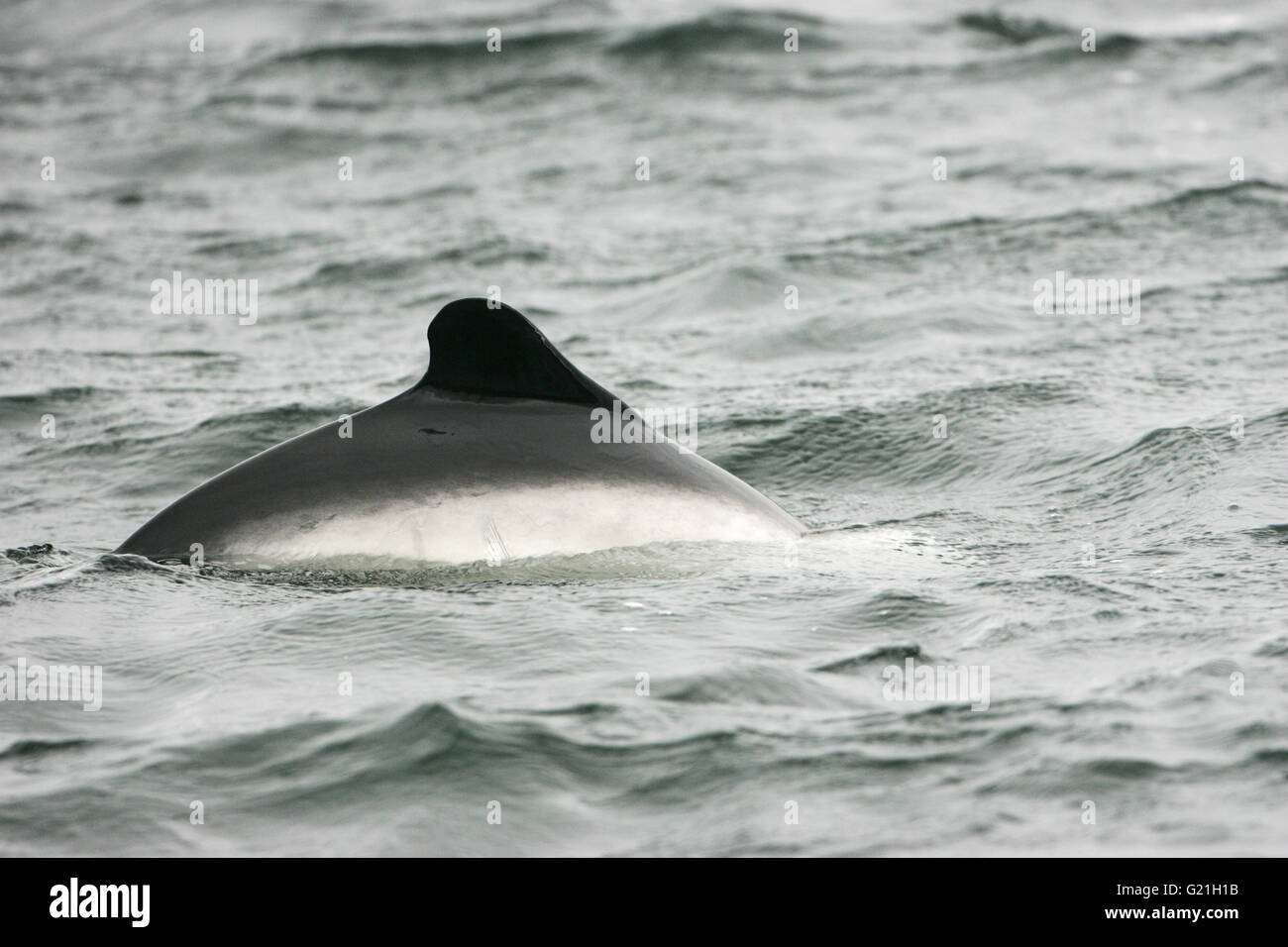 Commerson's dolphin falklands hi-res stock photography and images - Alamy