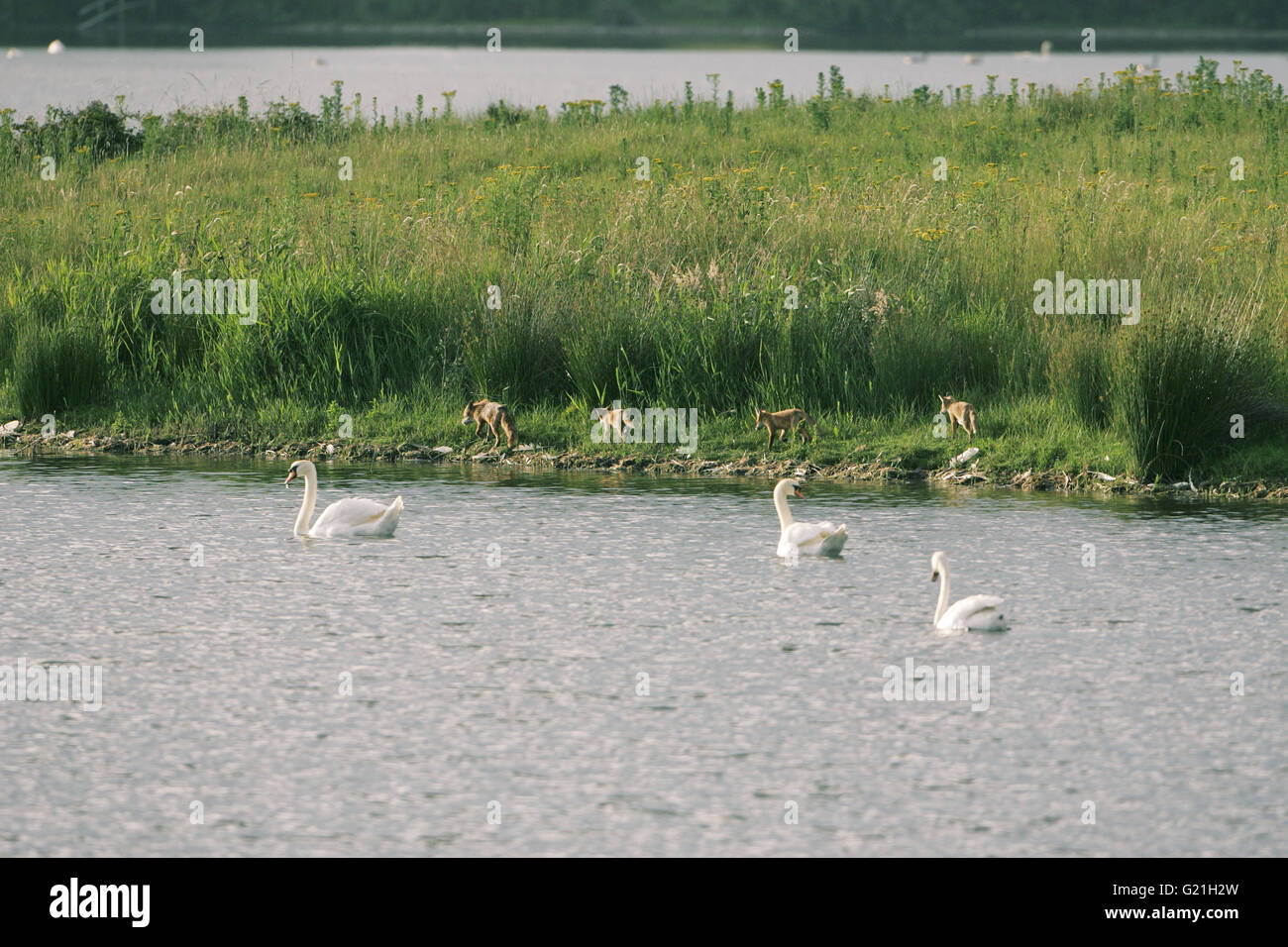 Vixen red fox cub hi-res stock photography and images - Alamy