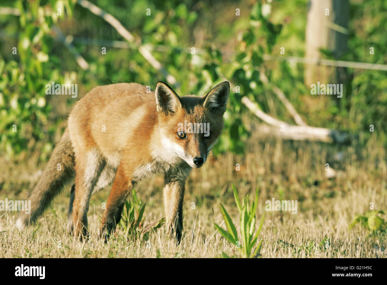 Fox fence predator hi-res stock photography and images - Alamy