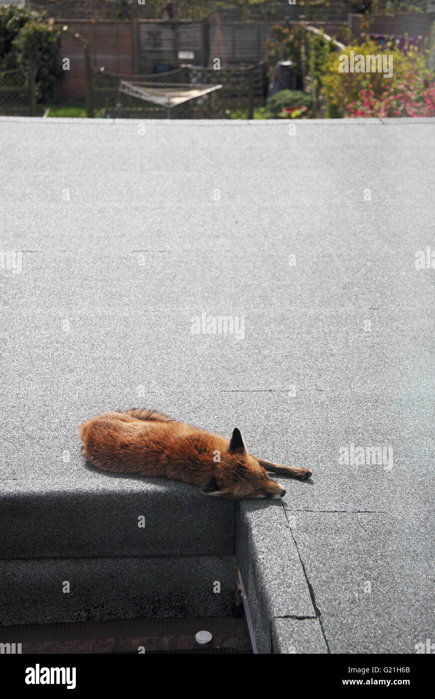 Red fox Vulpes vulpes young female asleep on flat roof of house ...
