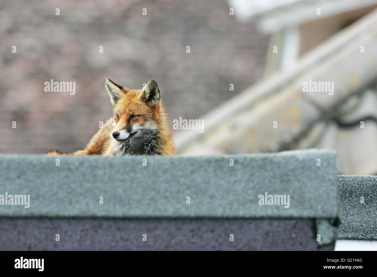 Red fox Vulpes vulpes young female resting on flat roof of house ...