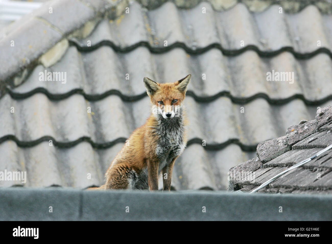 Female fox hi-res stock photography and images - Alamy