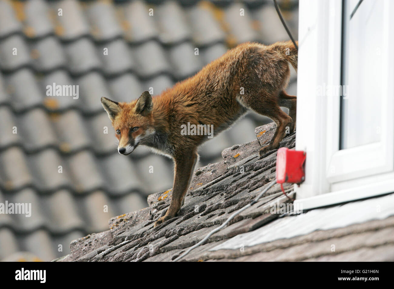 Red fox Vulpes vulpes young female on house roof Stock Photo - Alamy