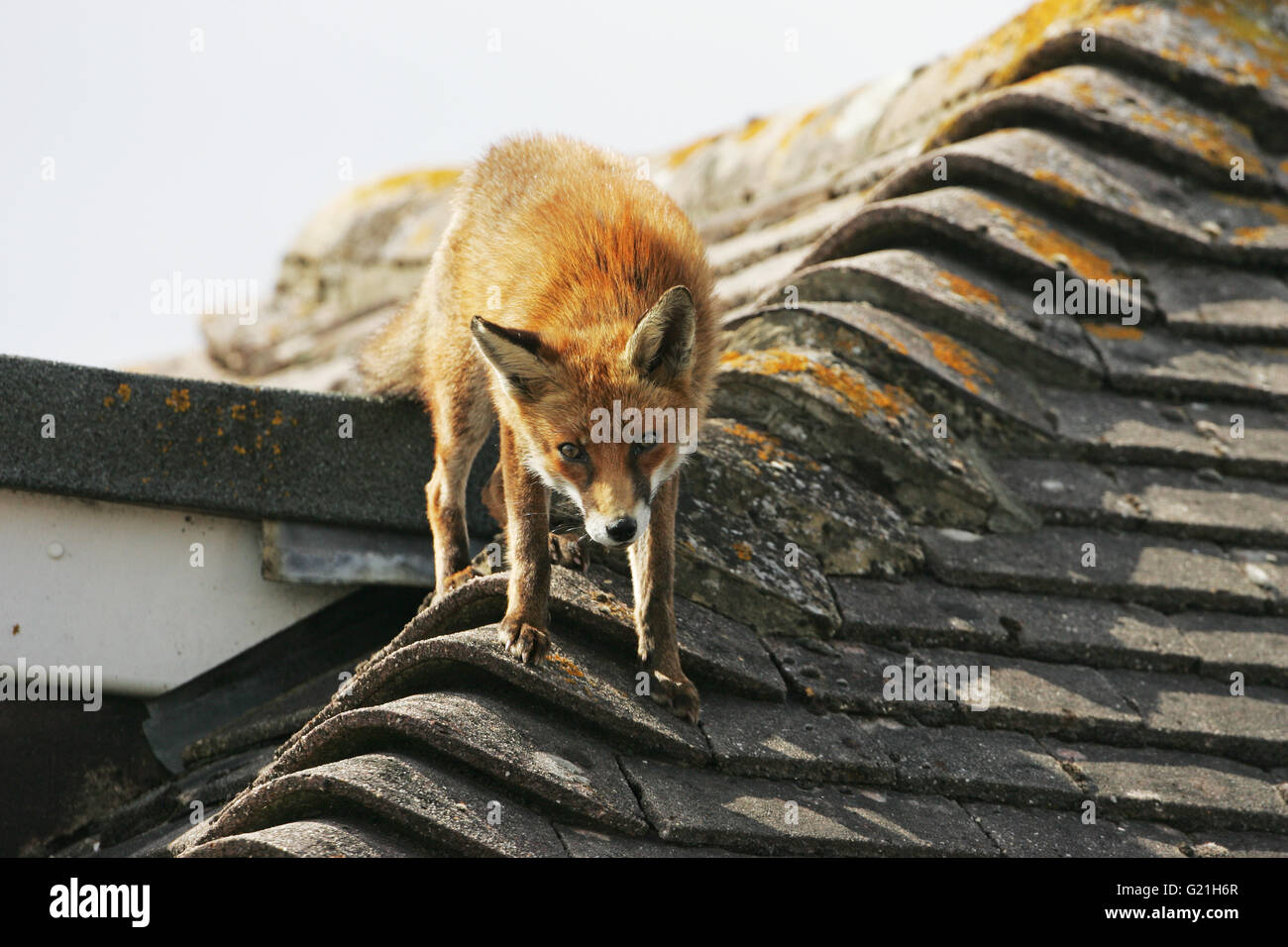 Red fox Vulpes vulpes young female on house roof Stock Photo - Alamy