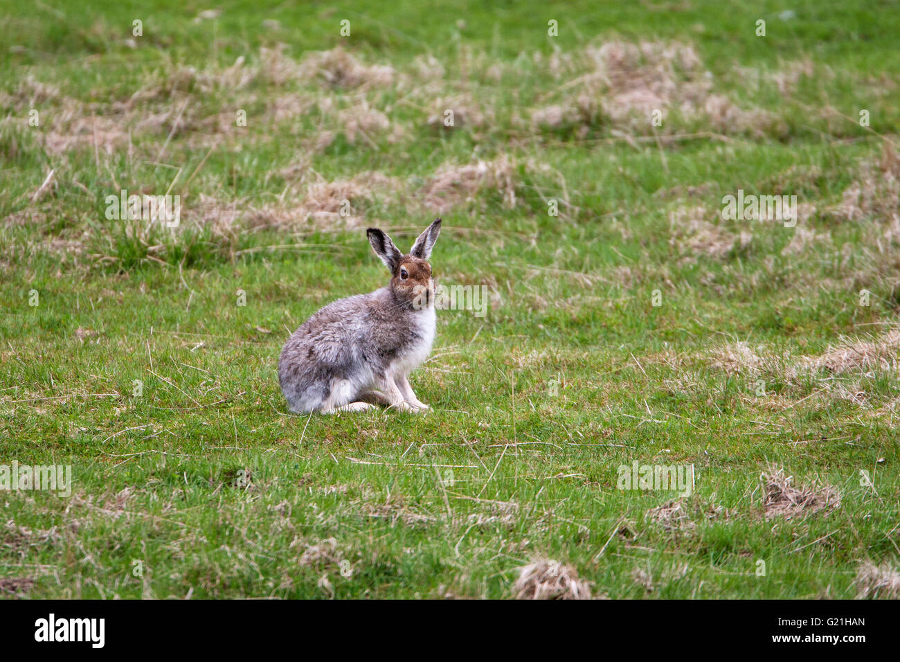 Mountain hare Lepus timidus in the Findhorn Valley Highland Region ...