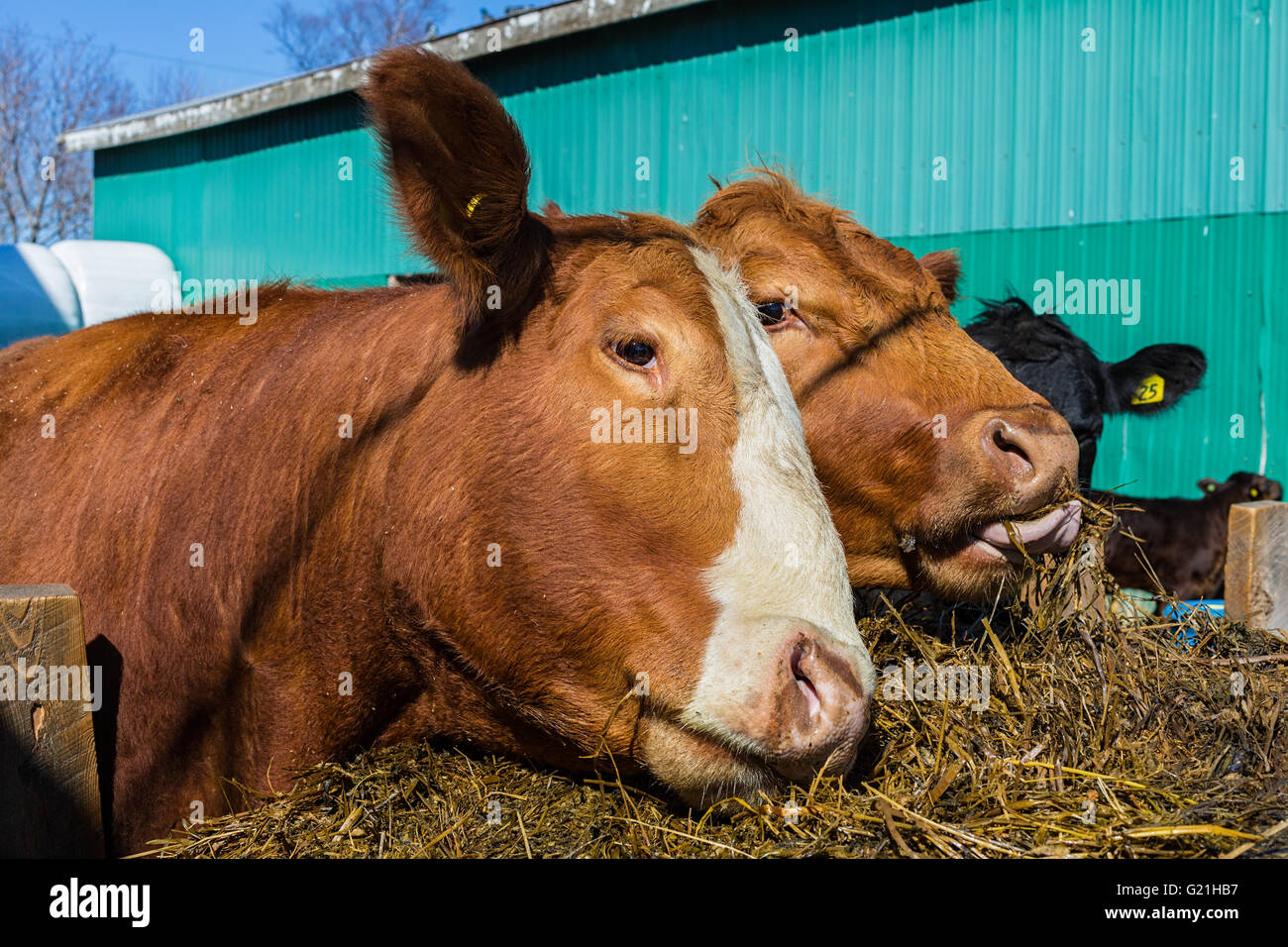 Mixed breed cattle at a feed lot Stock Photo - Alamy