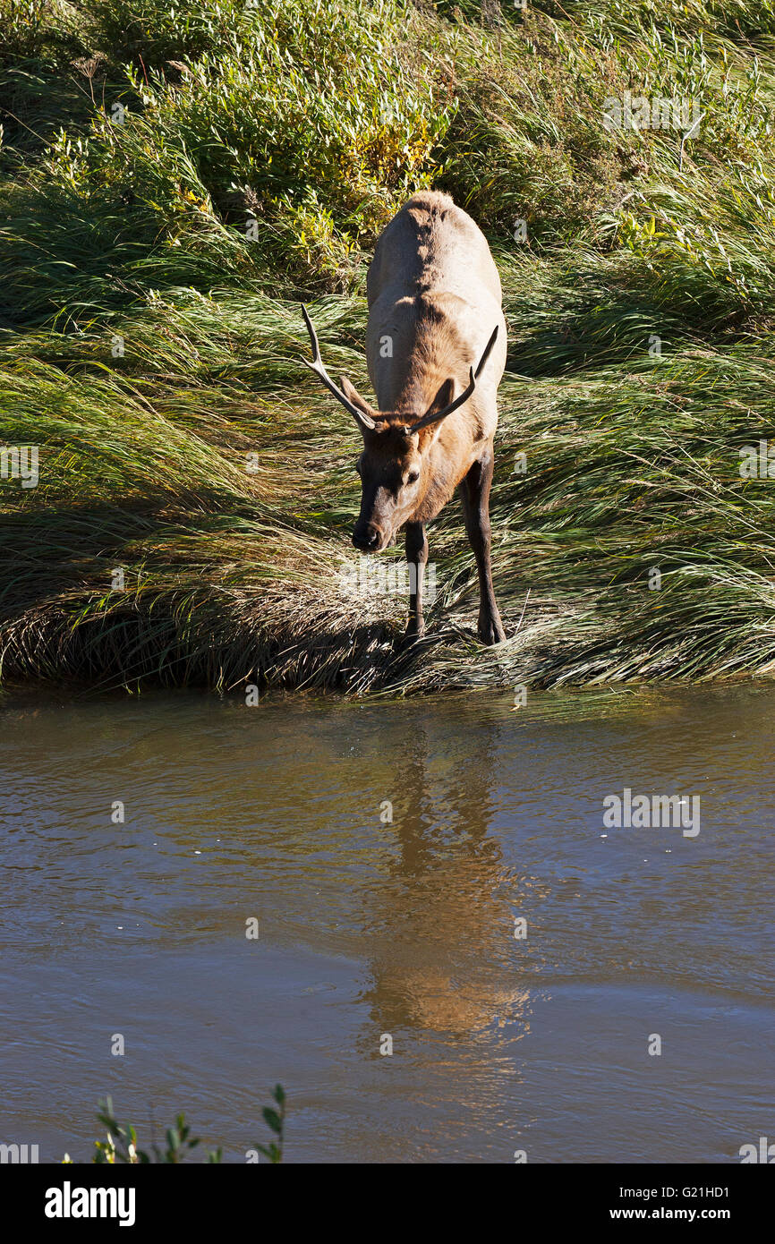A canadensis hi-res stock photography and images - Alamy