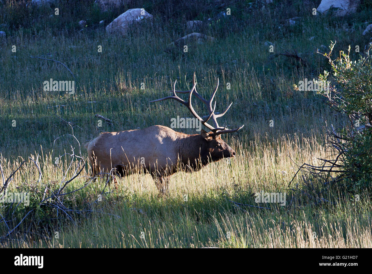 Scrub bull hi-res stock photography and images - Alamy
