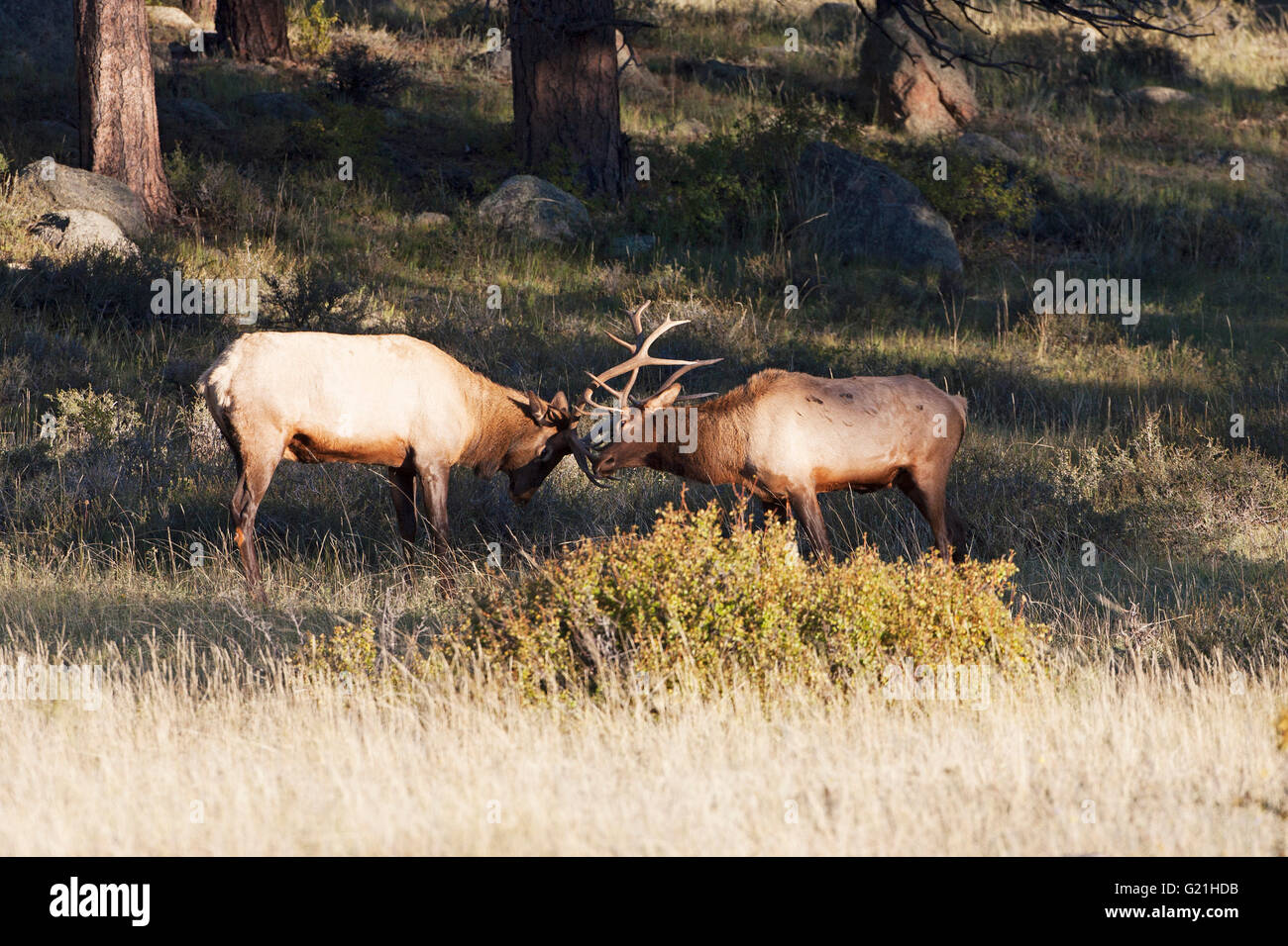 Bull elk fighting during fall hi-res stock photography and images - Alamy
