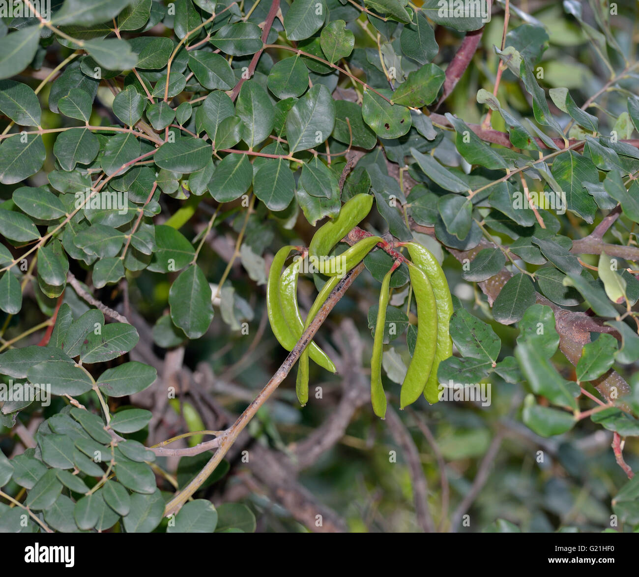 Locust tree hi-res stock photography and images - Alamy