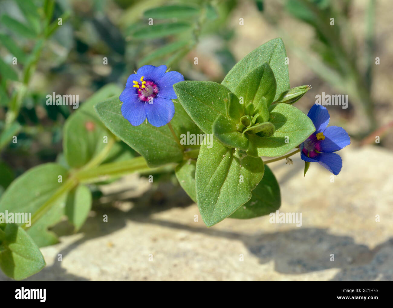 Blue Pimpernel - Anagallis arvensis foemina Small Blue Flower Stock ...