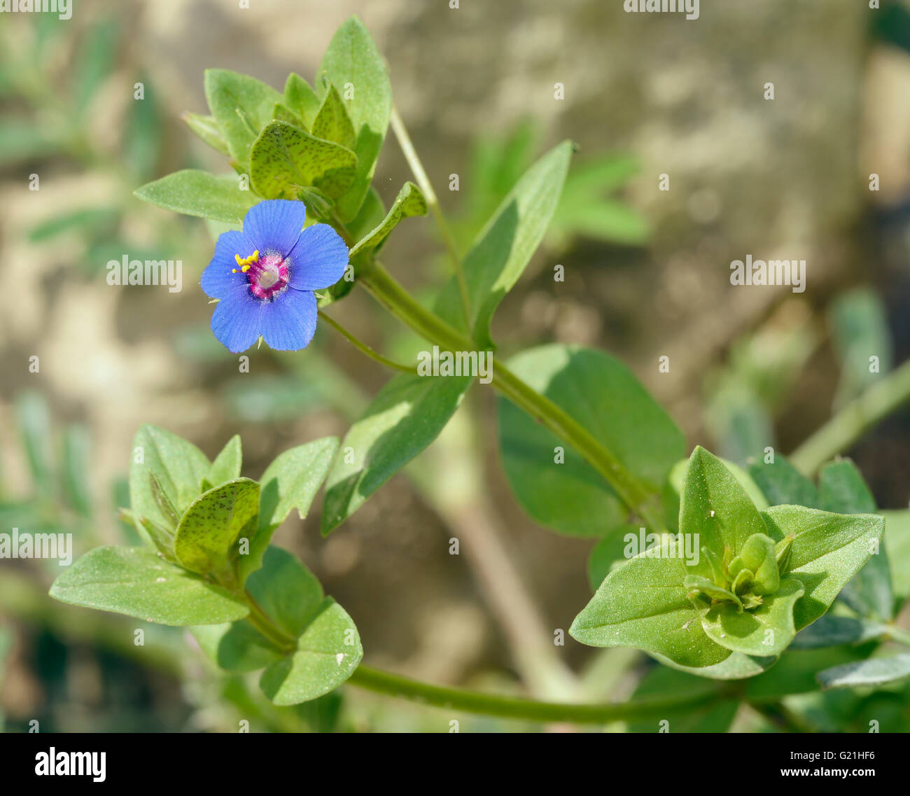 Blue Pimpernel - Anagallis arvensis foemina Small Blue Flower Stock ...