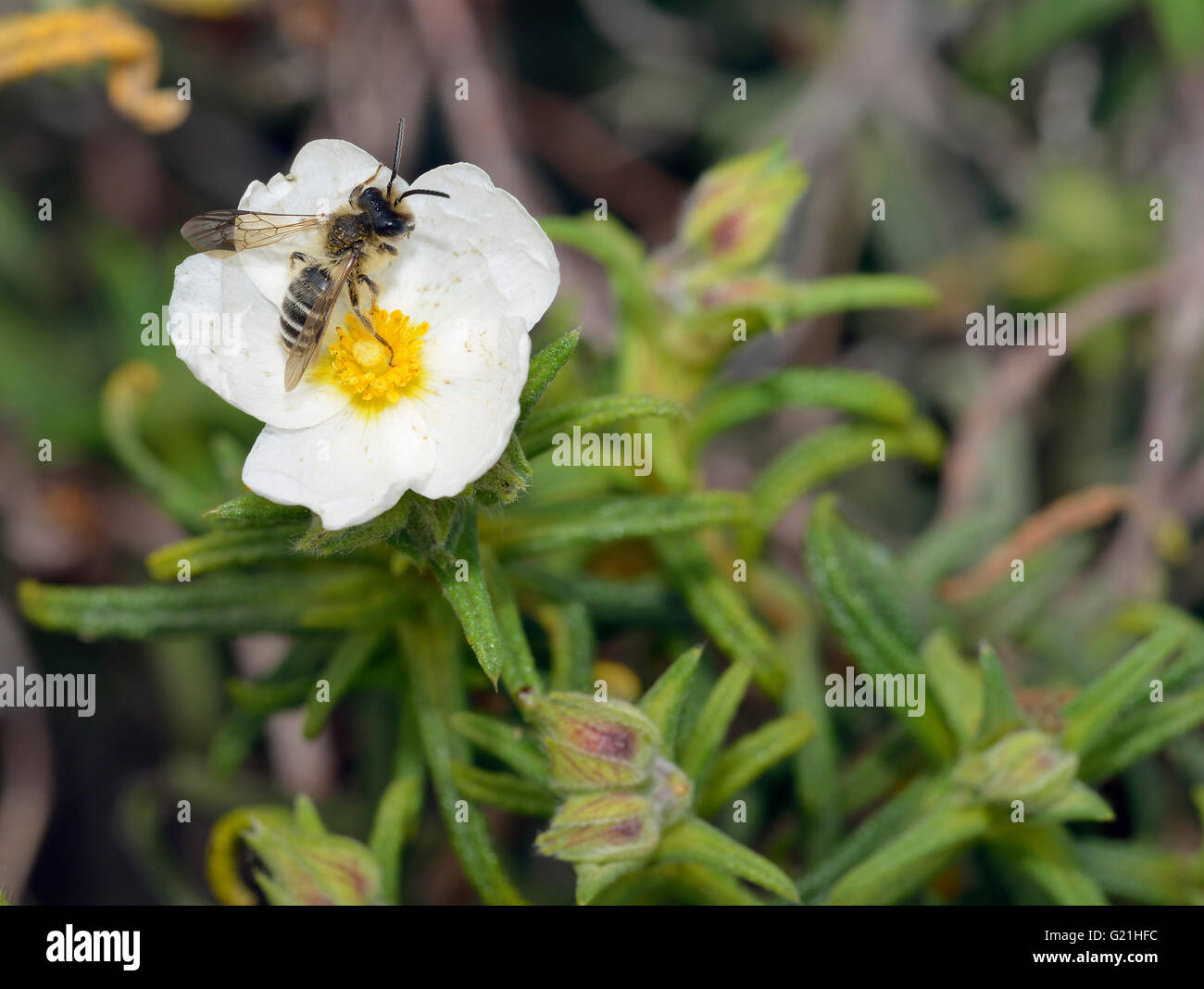 Narrow-leaved Cistus - Cistus monspeliensis White Flower with Wasp ...