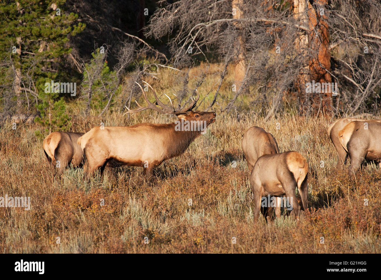 Female calling male hi-res stock photography and images - Alamy