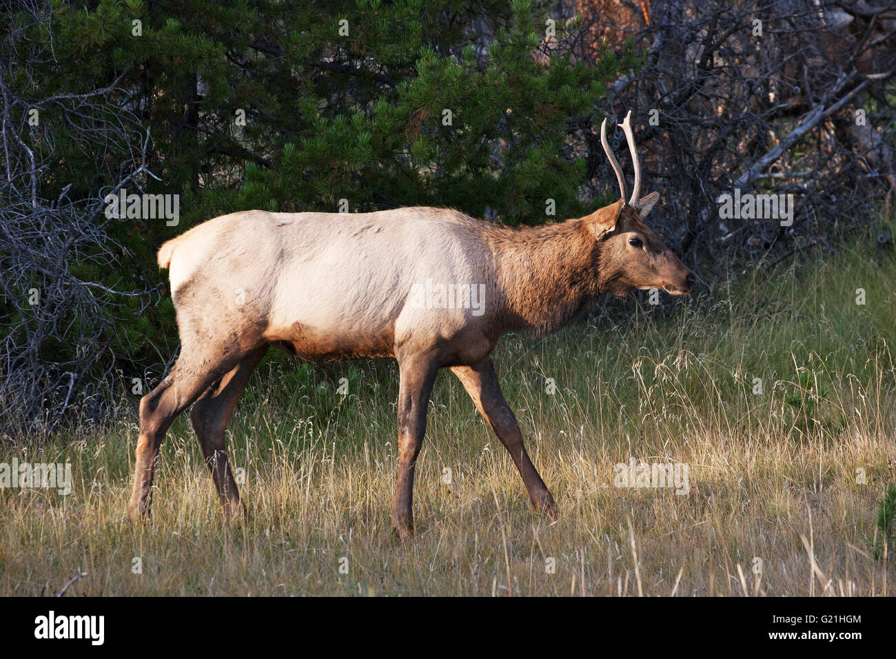 Rocky Mountain Elk