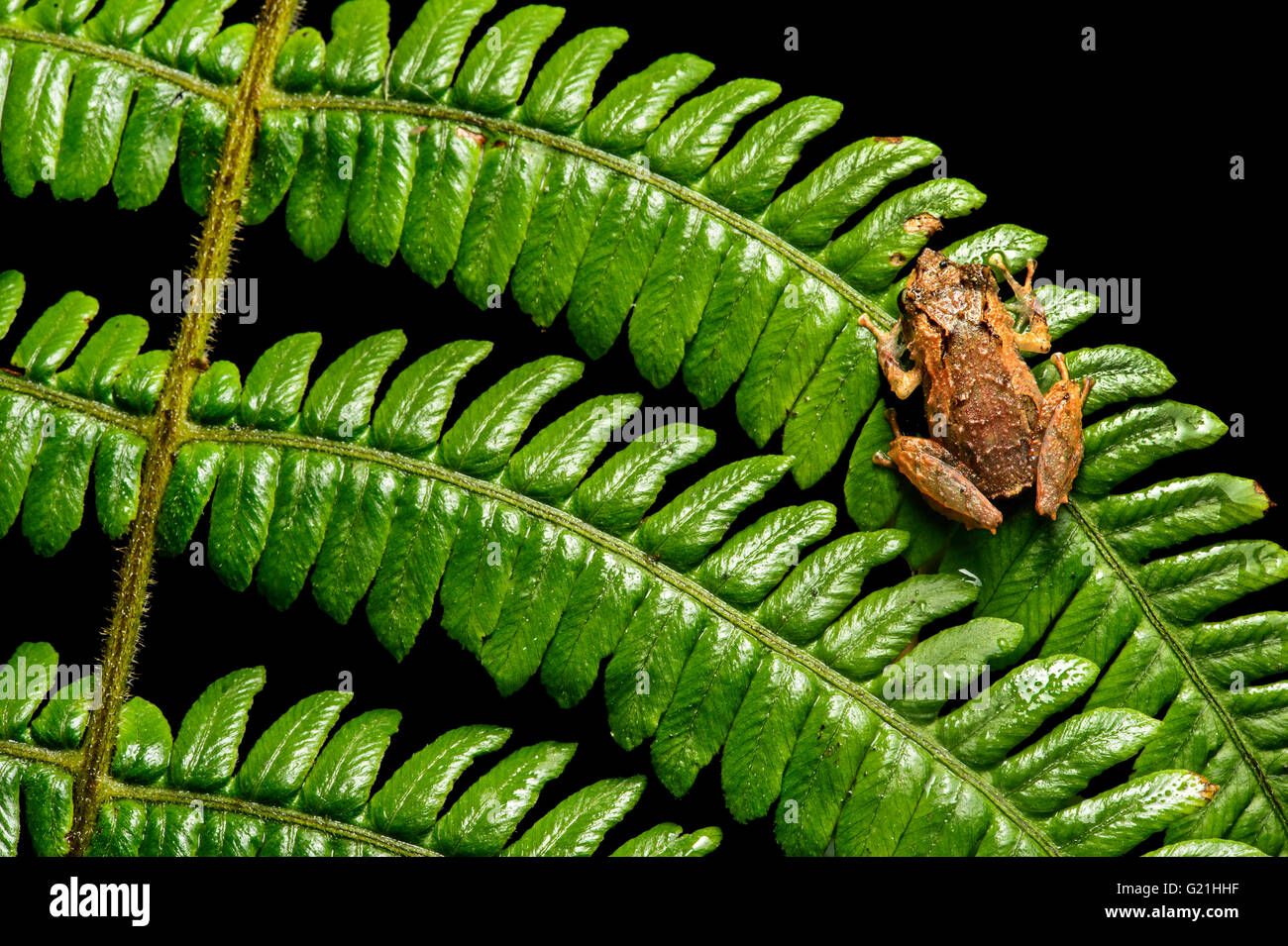 Neotropical frog (Pristimantis bellator) Tapichalaca nature reserve ...