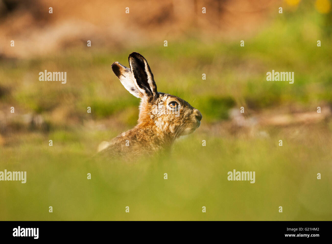 Hare territory hi-res stock photography and images - Alamy