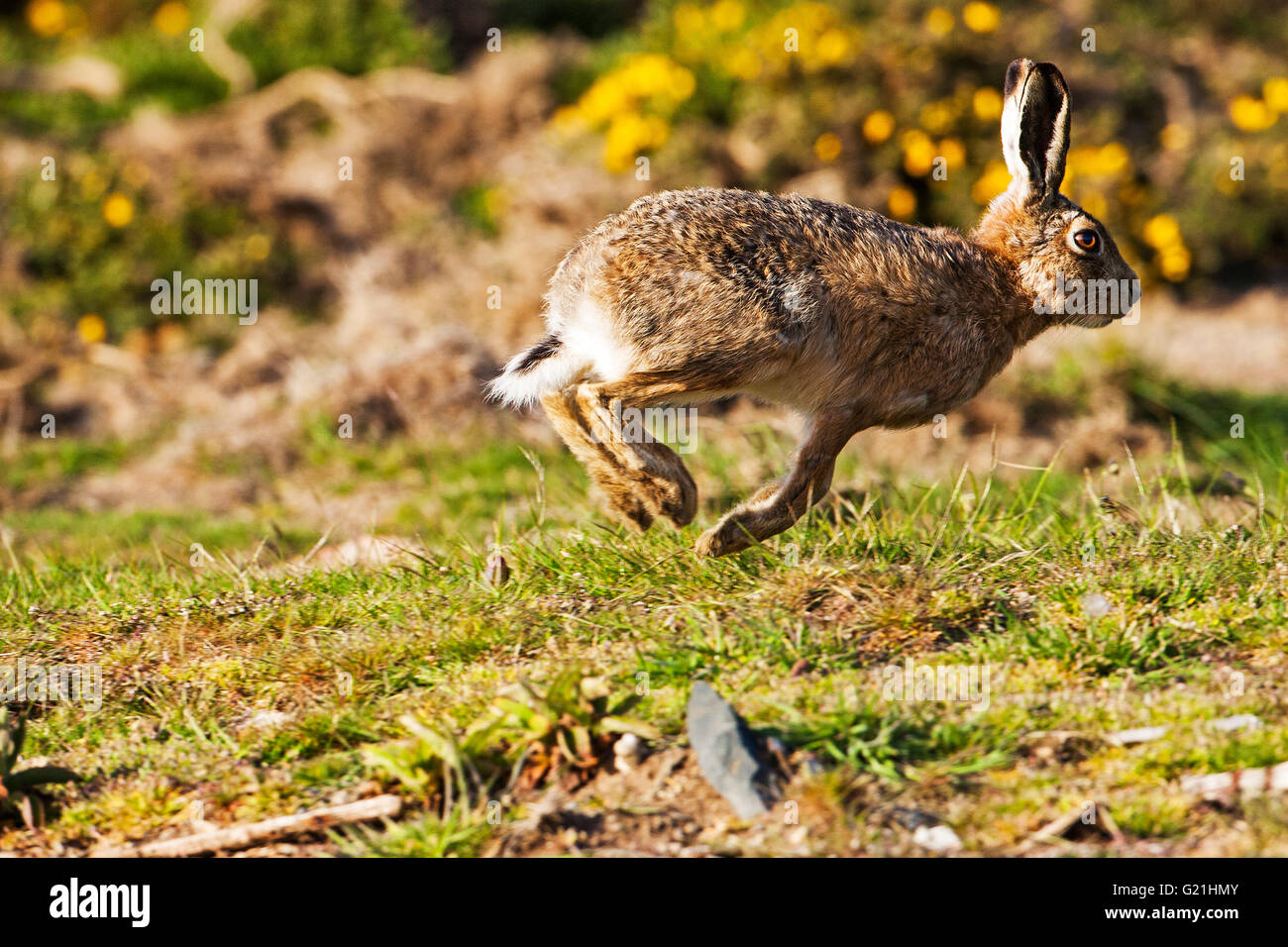 Hare Territory High Resolution Stock Photography and Images - Alamy