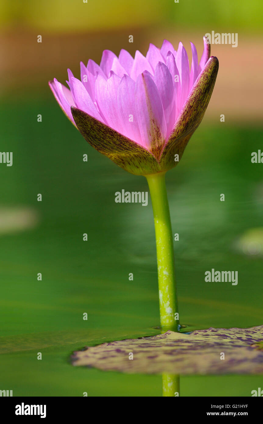 Star lotus (Nymphaea nouchali) with pink blossom, North Rhine ...
