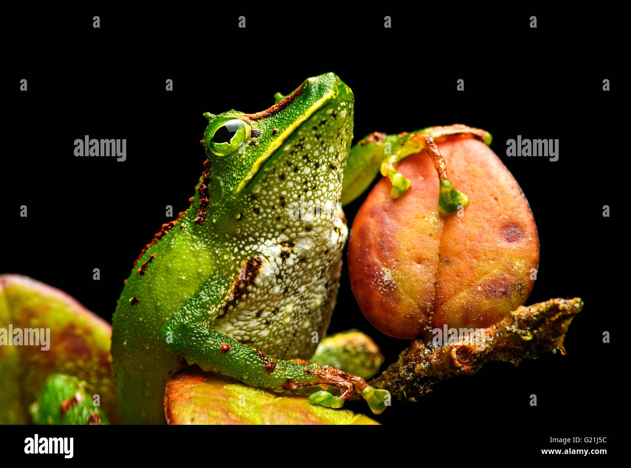 Neotropical frog (Pristimantis Galdi), craugastoridae family ...