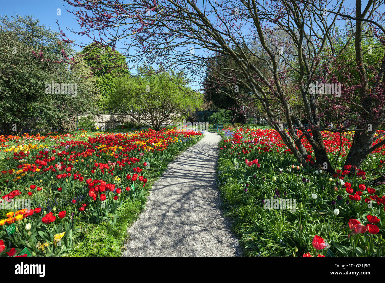 Way through flowering tulips (Tulipa sp.), Hermannshof, Weinheim, Baden ...