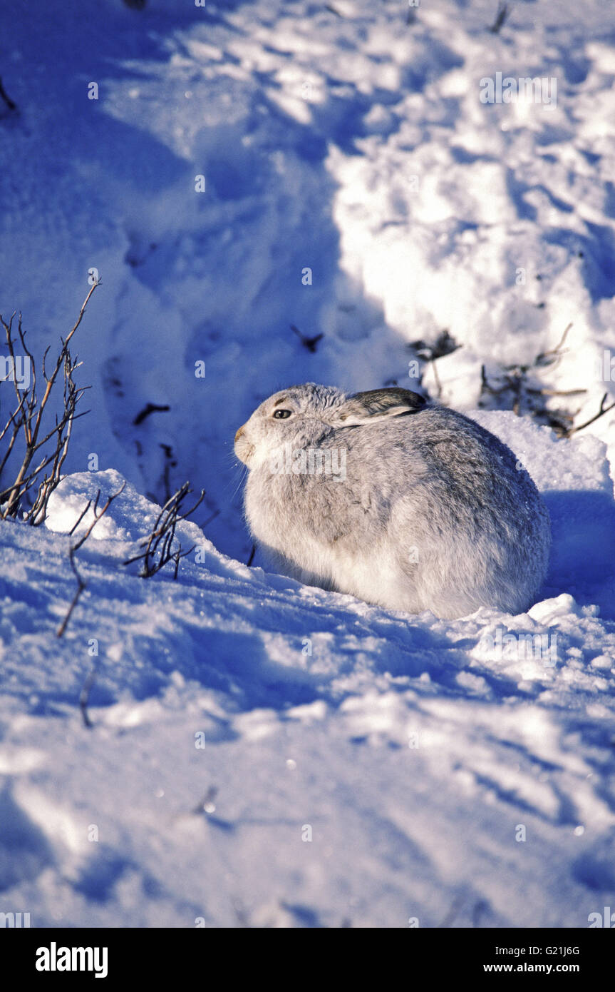 Mountain hare Lepus timidus in winter coat among snow near Carrbridge ...