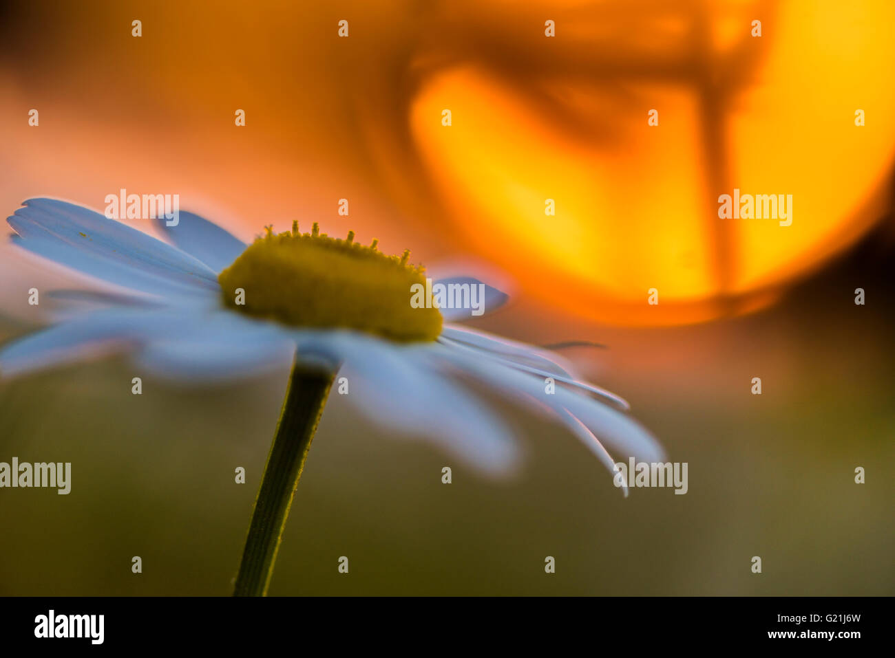 Sun disk hi-res stock photography and images - Alamy