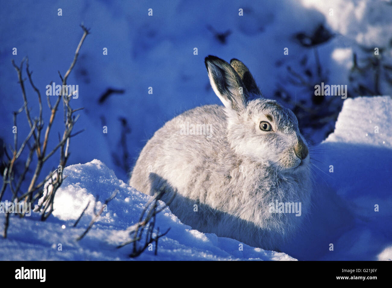 Mountain hare Lepus timidus in winter coat among snow near Carrbridge ...