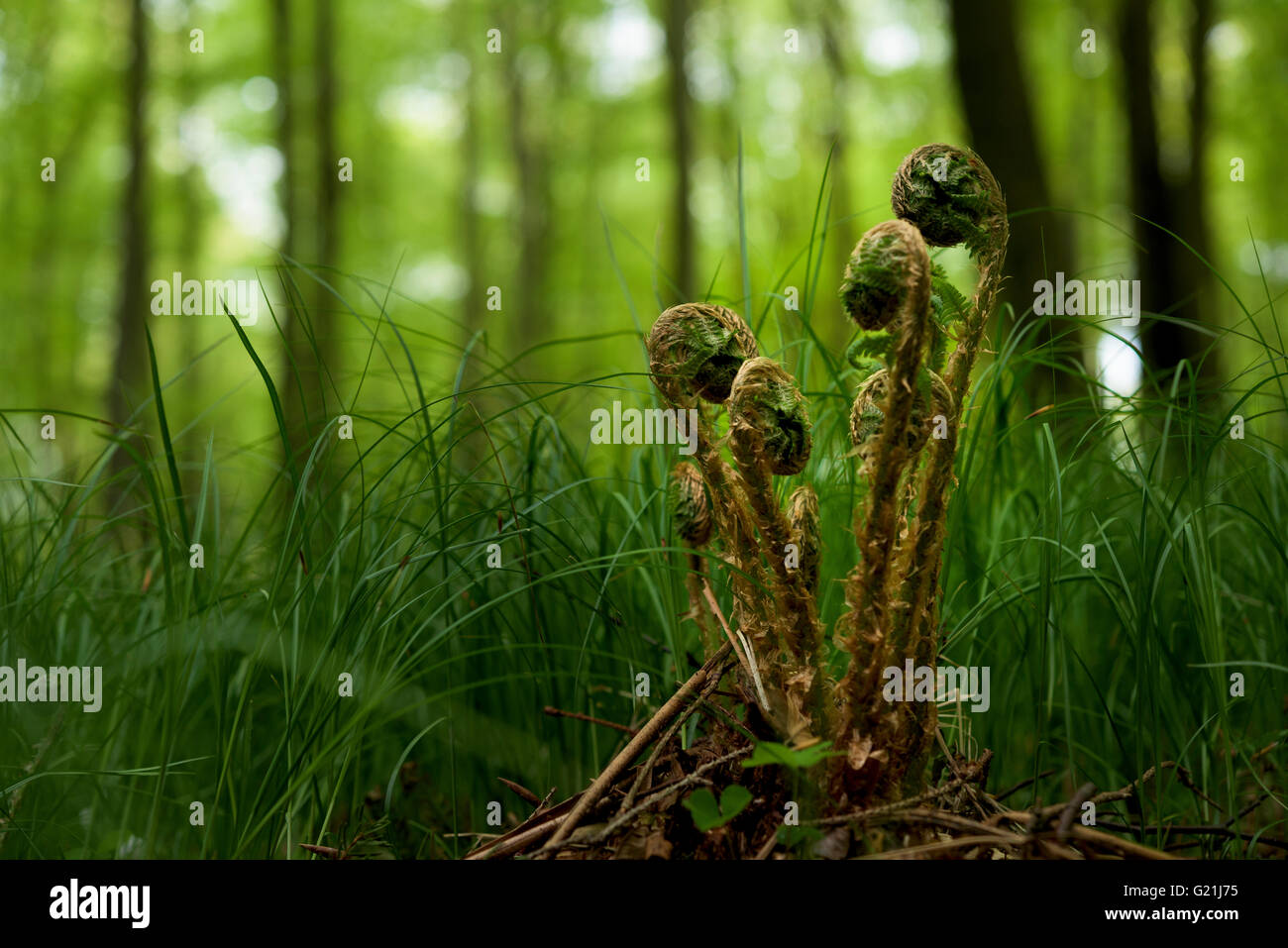 Ferns (Polypodiopsida, Filicopsida) on forest floor, young shoots ...