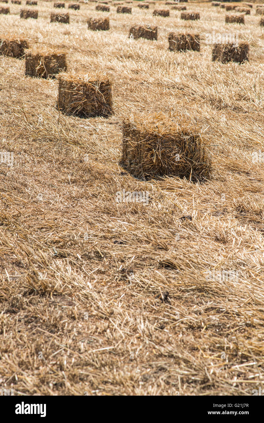 Wheat haystack in field Stock Photo - Alamy