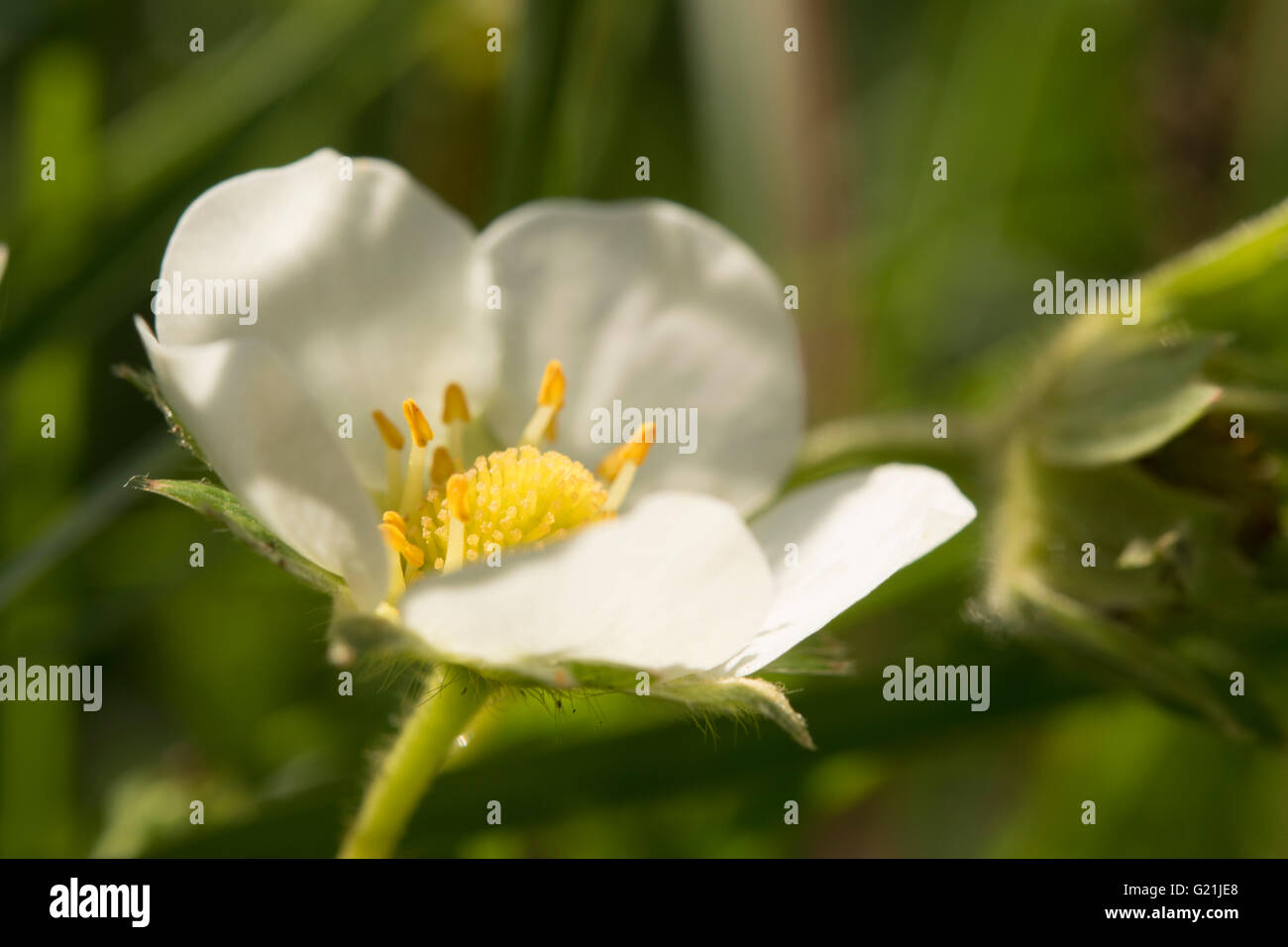 strawberry plant blossom close up Stock Photo - Alamy