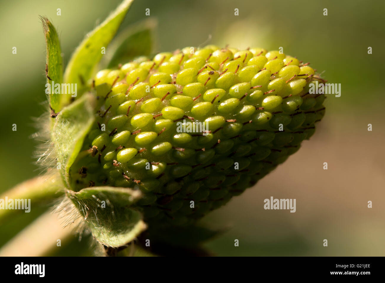 Strawberry growing plant hi-res stock photography and images - Alamy