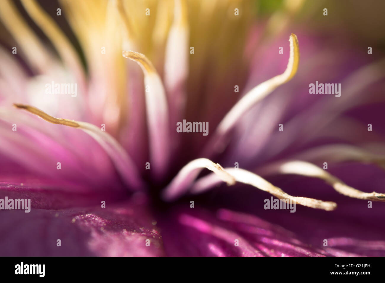 Magenta flower hi-res stock photography and images - Alamy