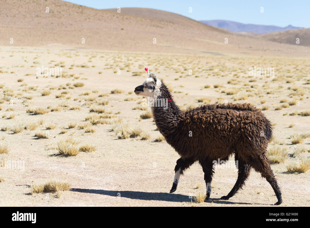 One single llama on the Andean highland in Bolivia. Adult animal ...