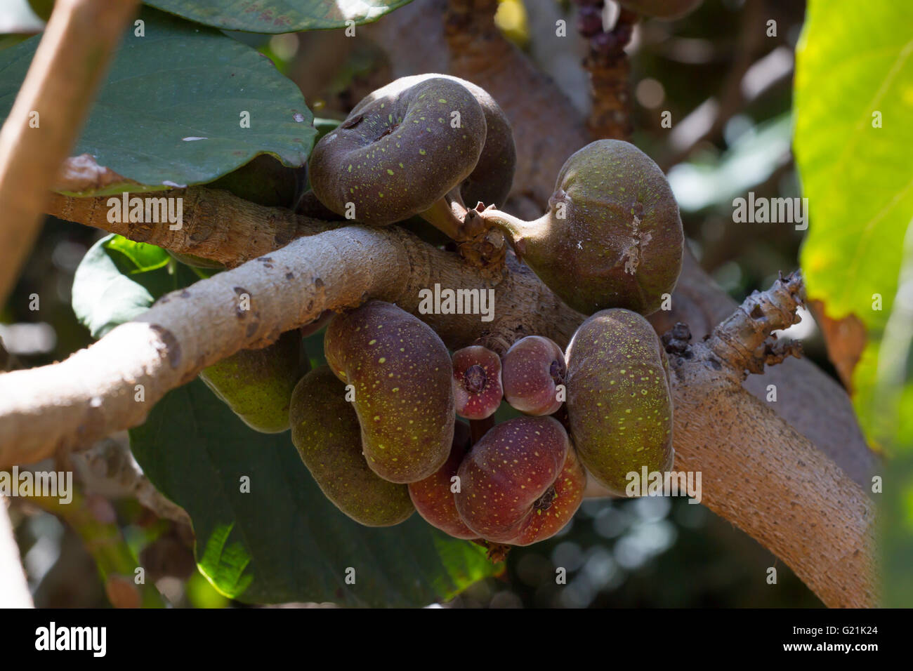Ficus red fruits on the trunk of tree Stock Photo - Alamy
