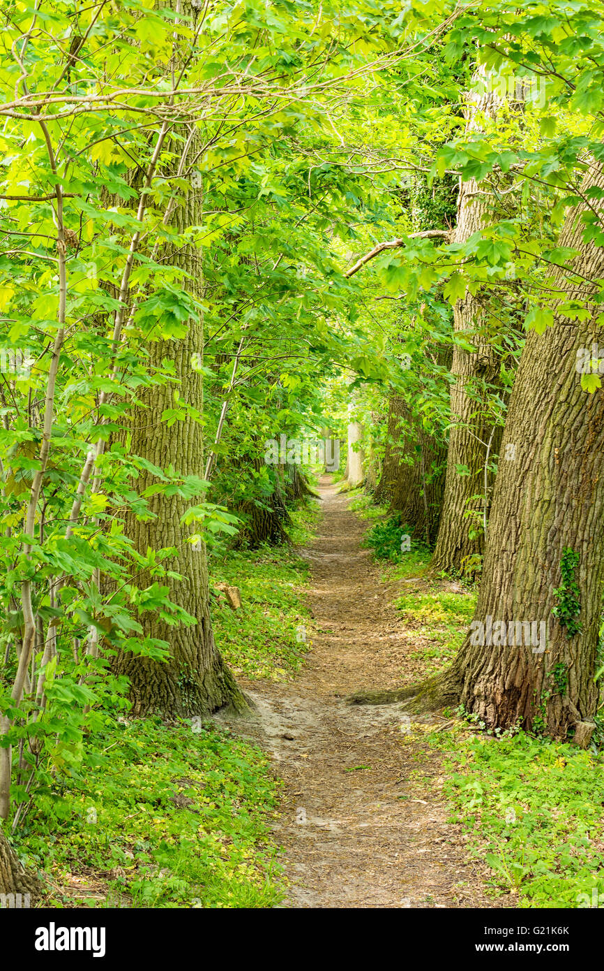 A small path in the green forest Stock Photo - Alamy