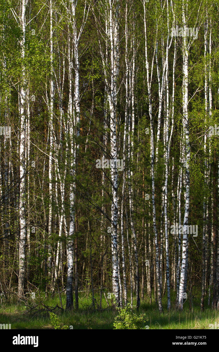 Birch grove on border with Belarus and Russia. Located in Ukraine, Sumy ...