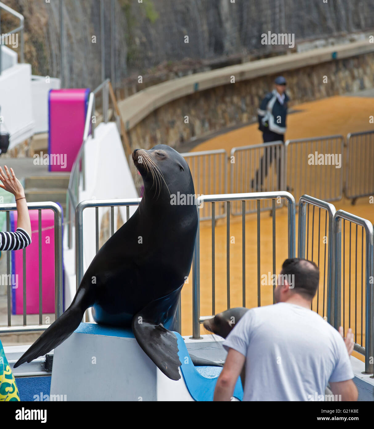 Seal clapping hi-res stock photography and images - Alamy