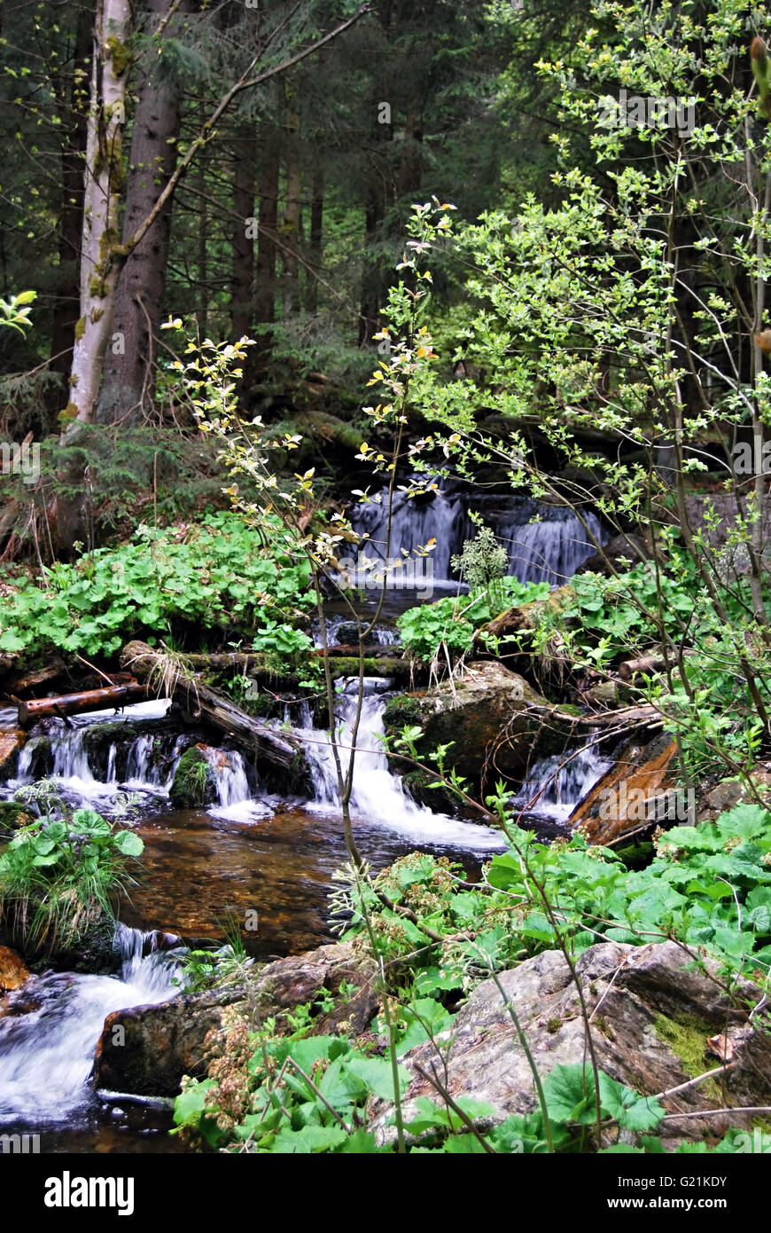 Bila Opava river with cascades (rapids) and trees around above Karlova ...