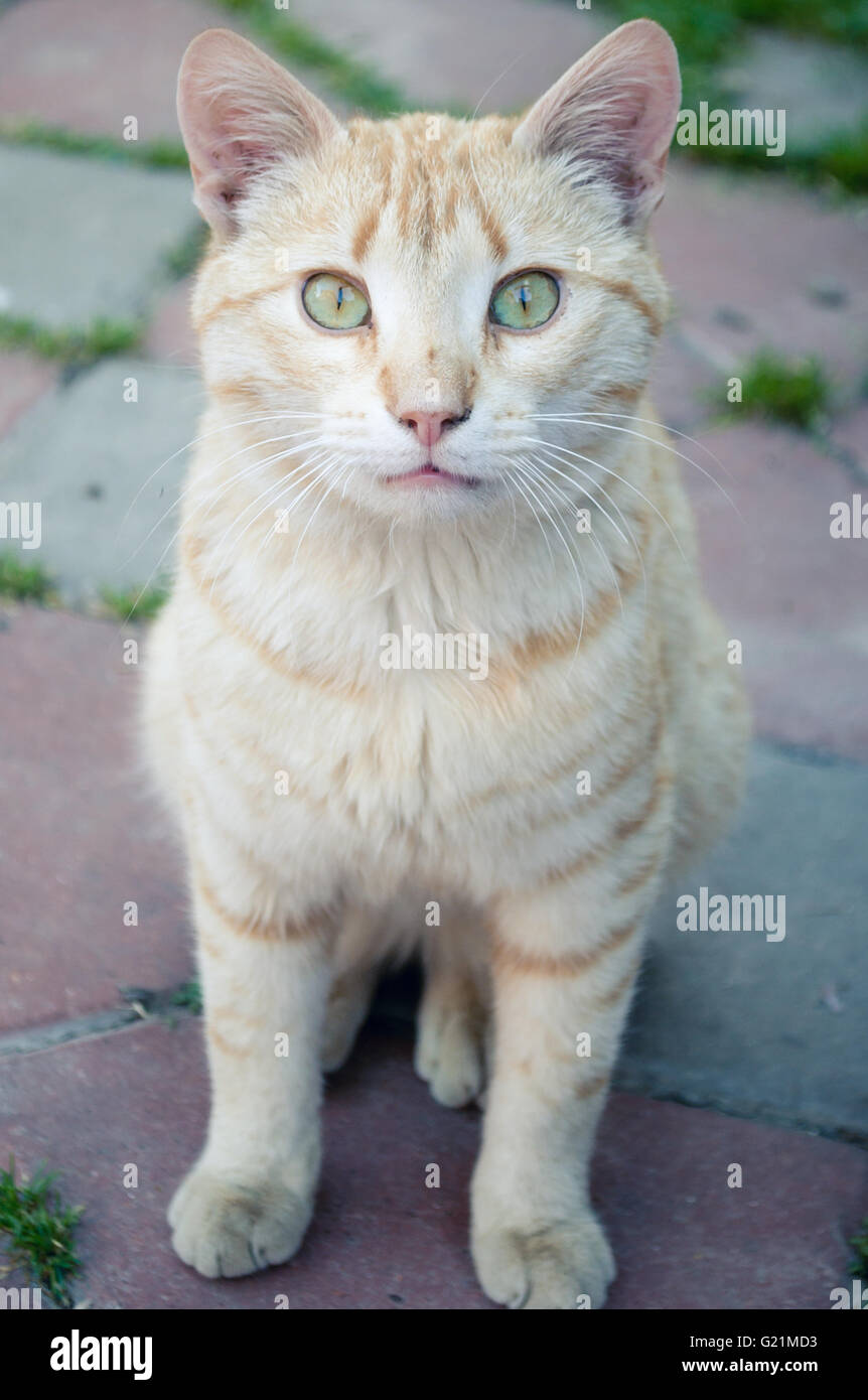 Red cat in summer Stock Photo - Alamy