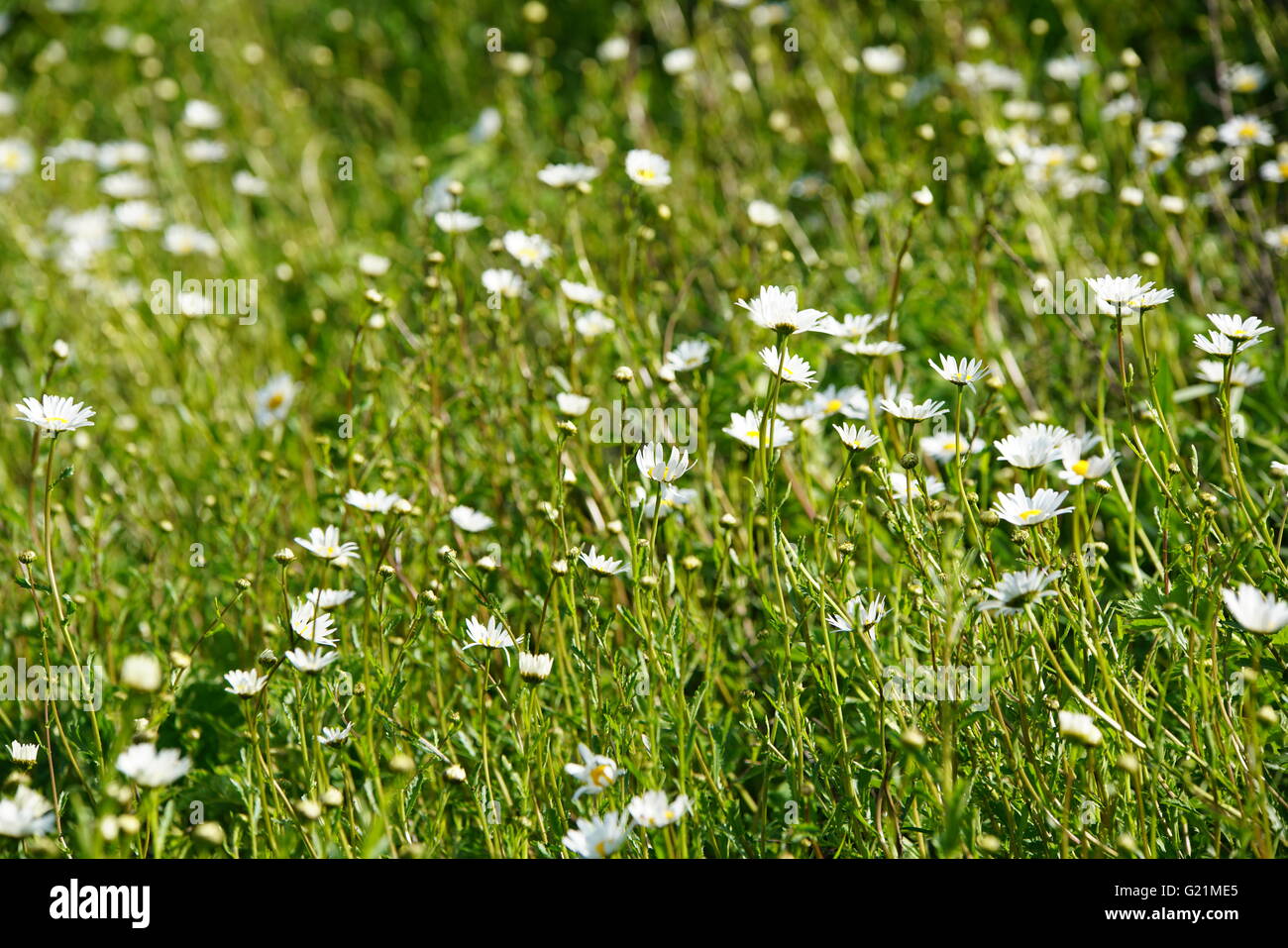 Sea Daisies High Resolution Stock Photography and Images - Alamy