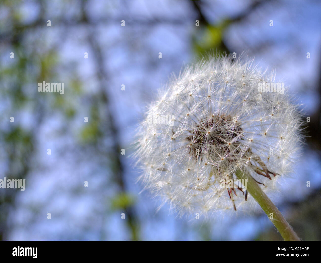 Blue dandelion hi-res stock photography and images - Alamy