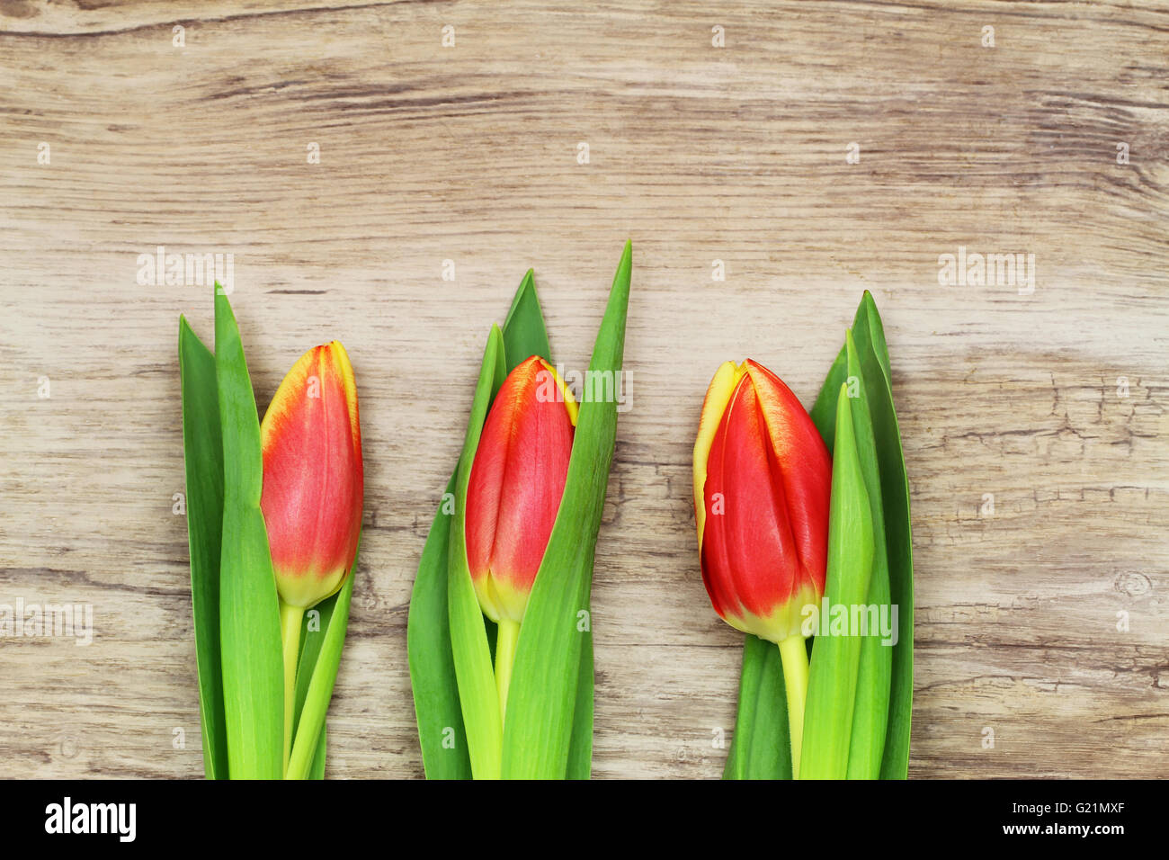 Three red tulips laid out in a row on wooden surface with copy space ...