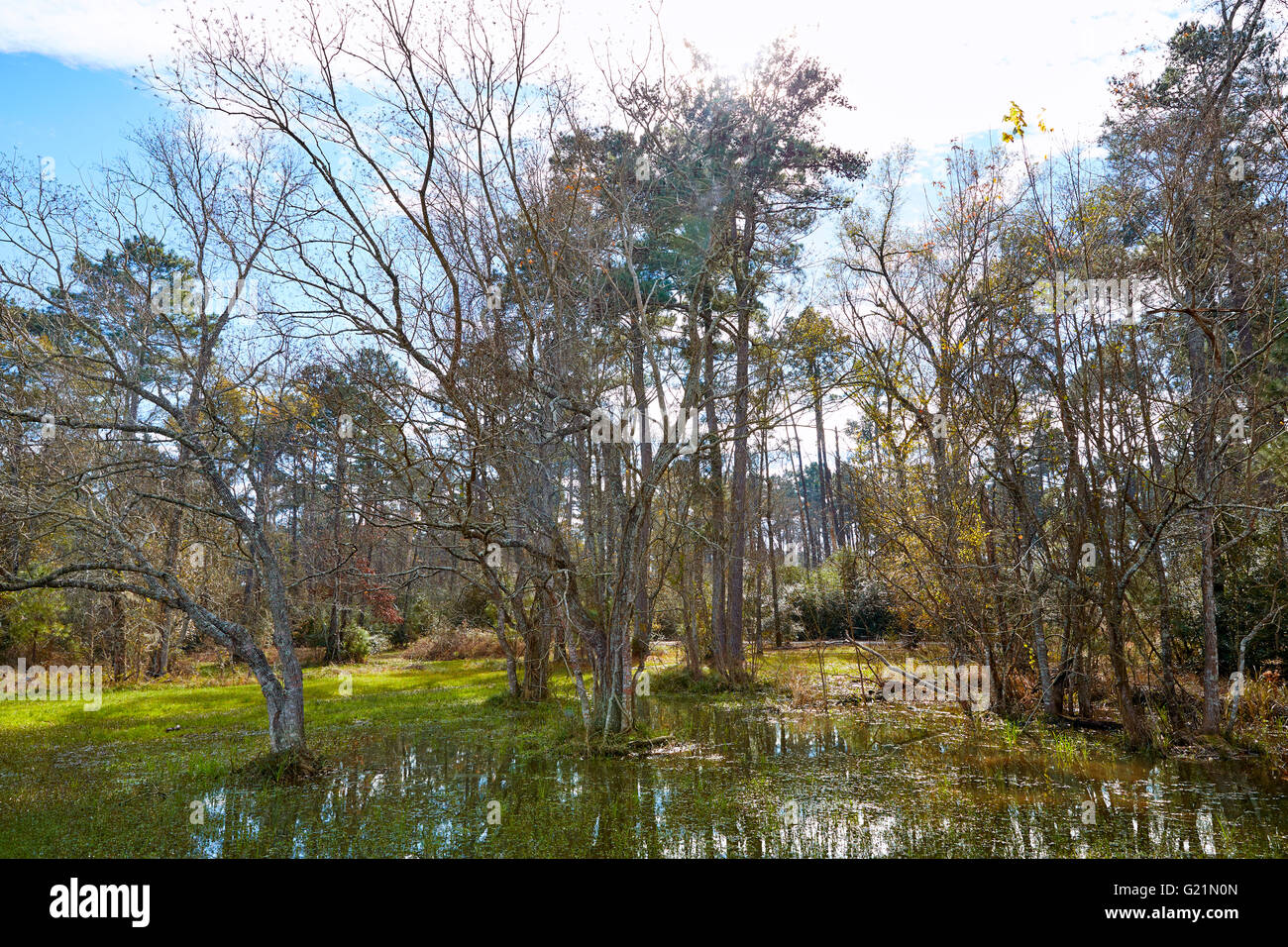 Tomball Burroughs park in Houston Texas with mossy oaks Stock Photo - Alamy