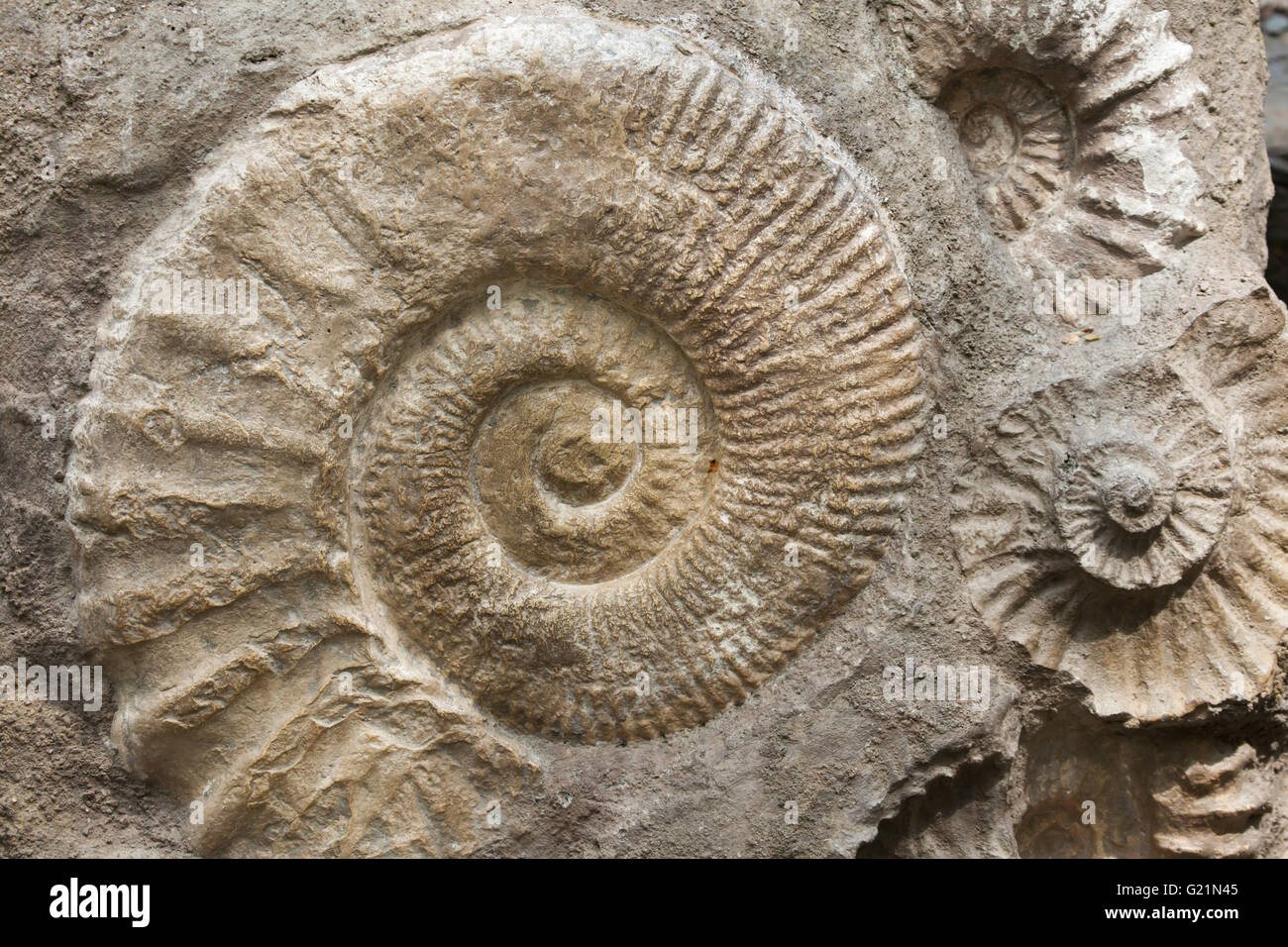 Fossil shell sandstone High Resolution Stock Photography and Images - Alamy