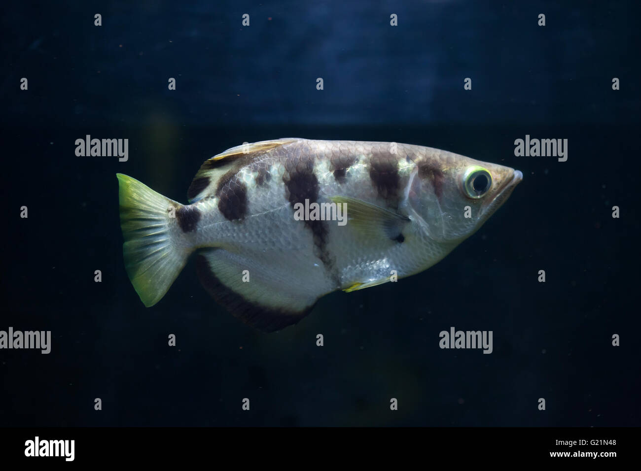 Banded archerfish (Toxotes jaculatrix), also known as the spinner fish ...